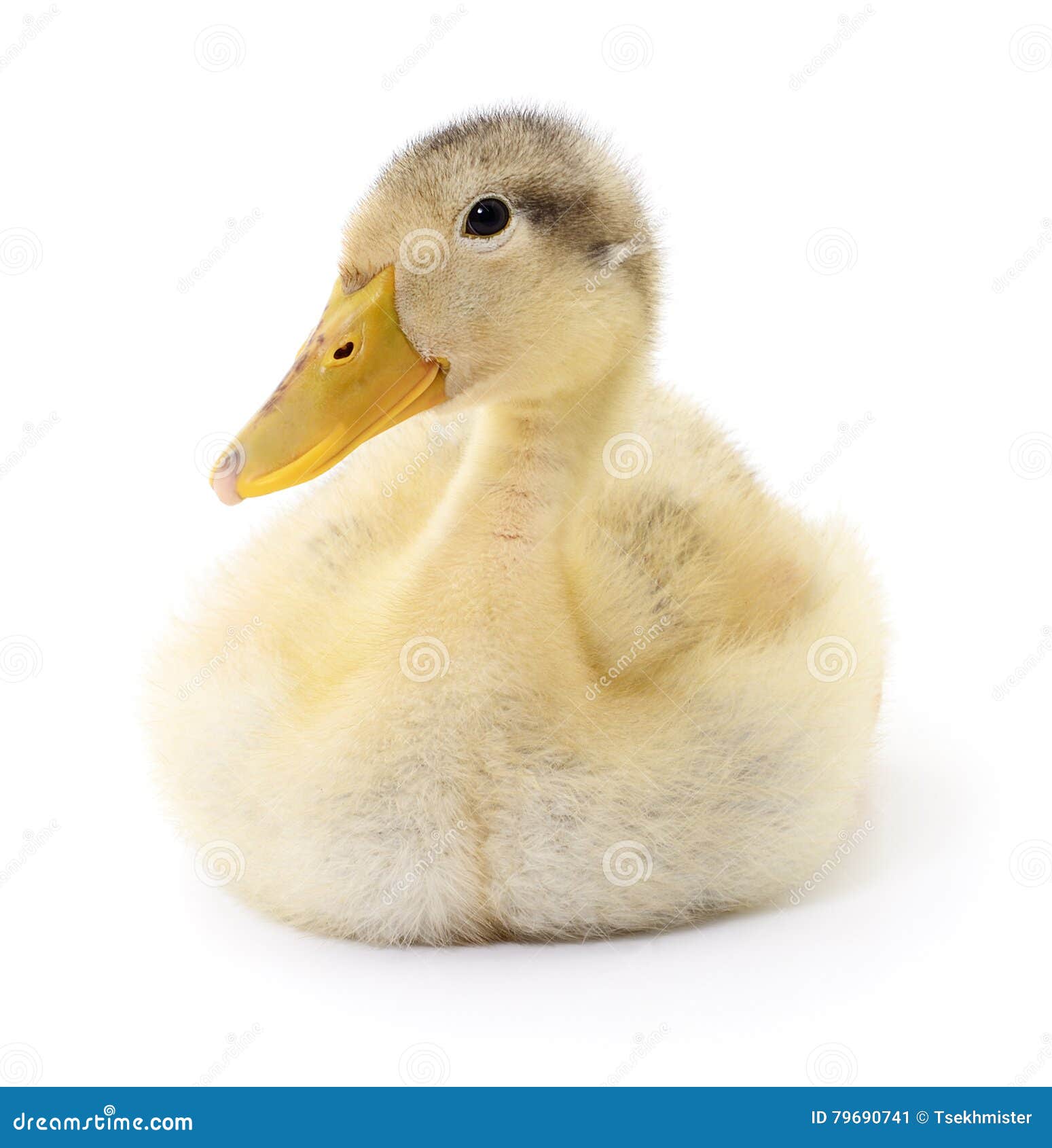 One yellow duckling stock image. Image of poultry, yellow - 79690741
