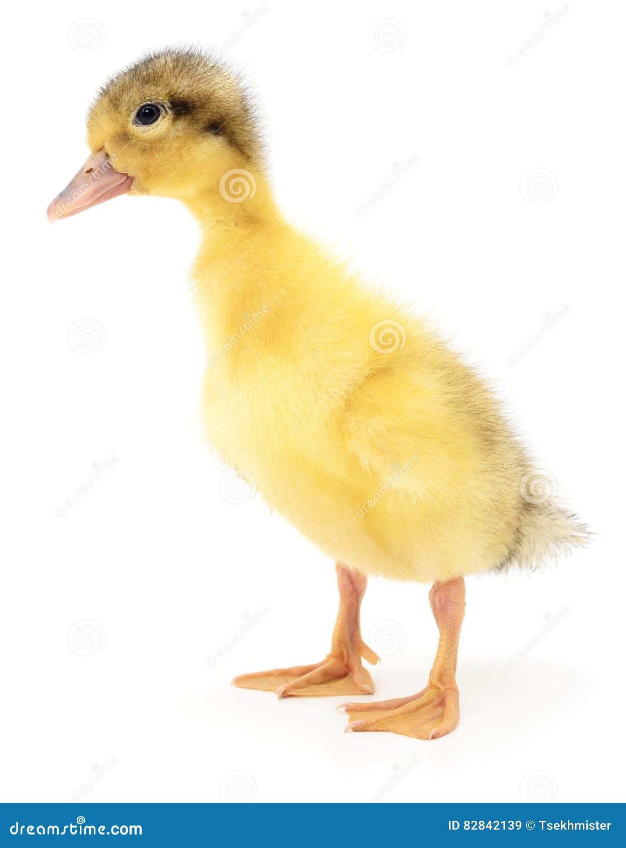 One yellow duckling stock image. Image of bird, small - 82842139