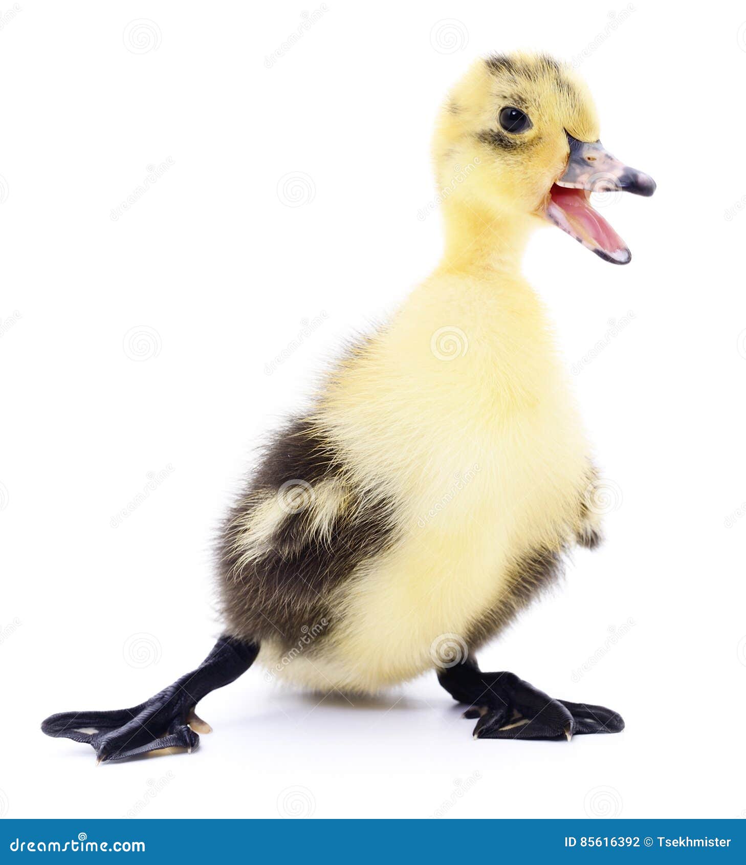 One yellow duckling stock photo. Image of pets, single - 85616392