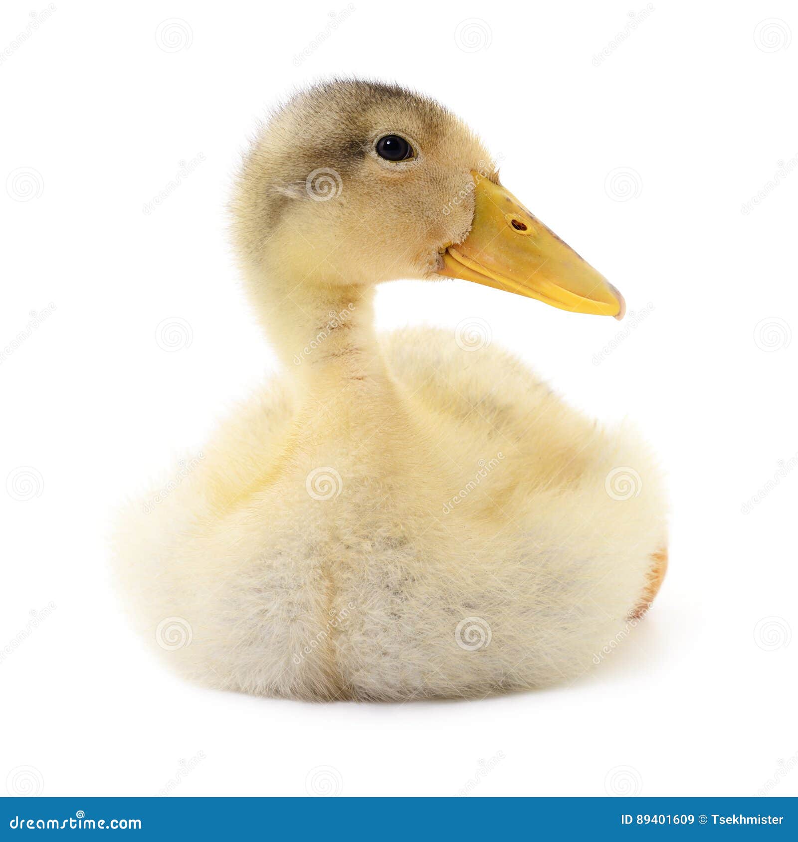 One yellow duckling stock image. Image of small, pets - 89401609
