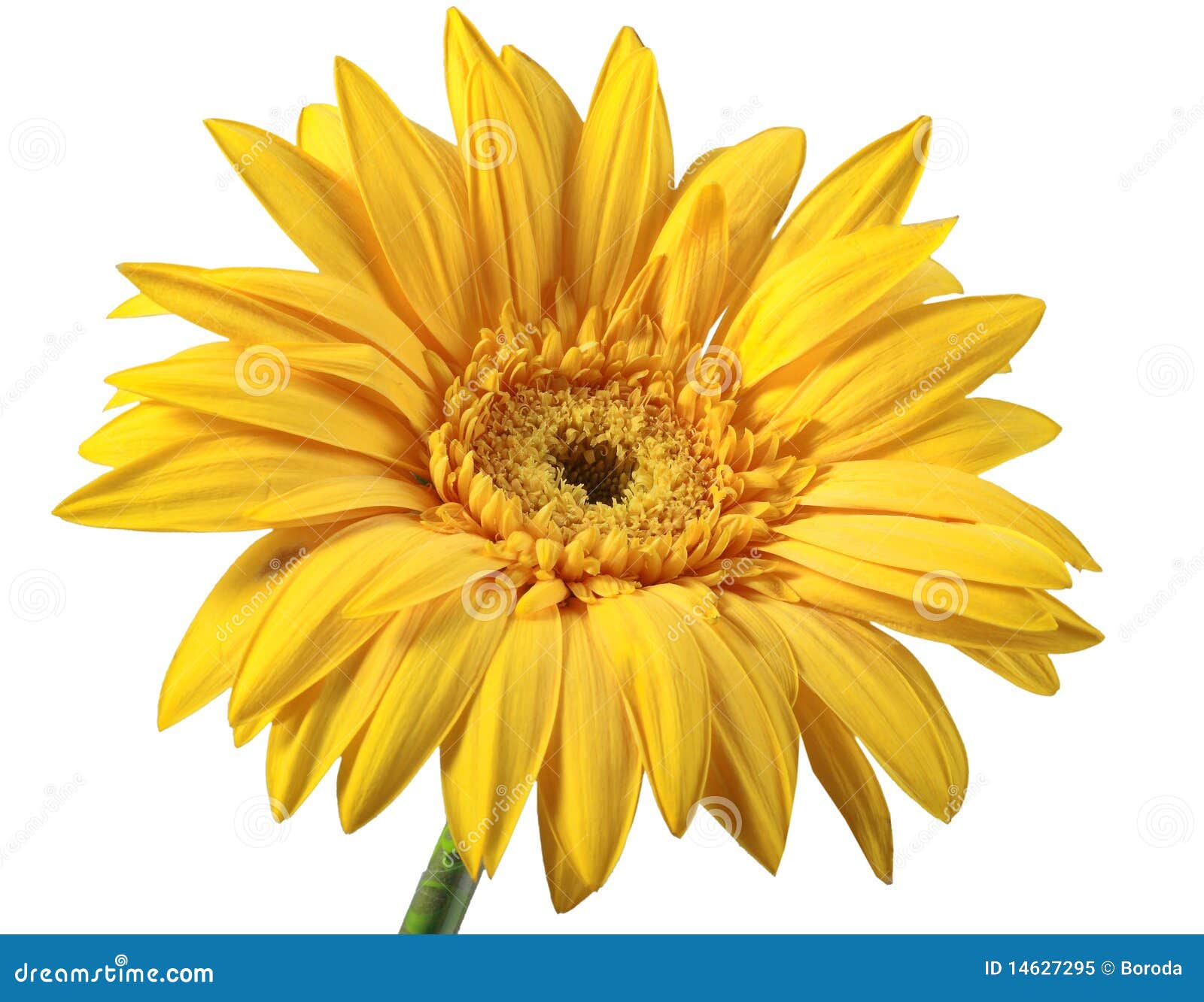 One yellow flower stock image. Image of fragility, nature - 14627295