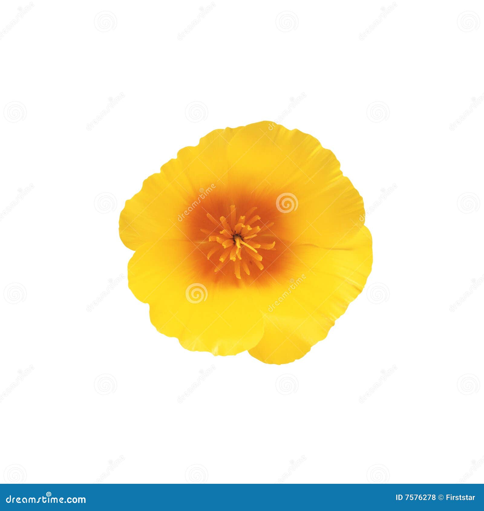 One yellow flower stock photo. Image of fresh, small, colored - 7576278