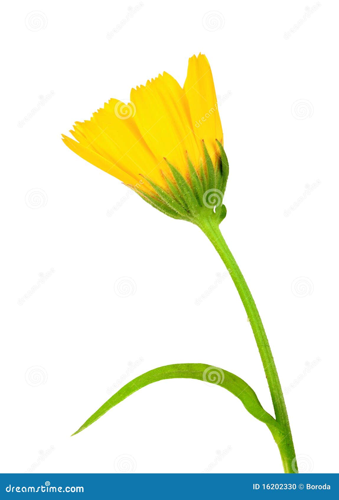 One Yellow Flower of Calendula Stock Photo - Image of leaf, romance ...