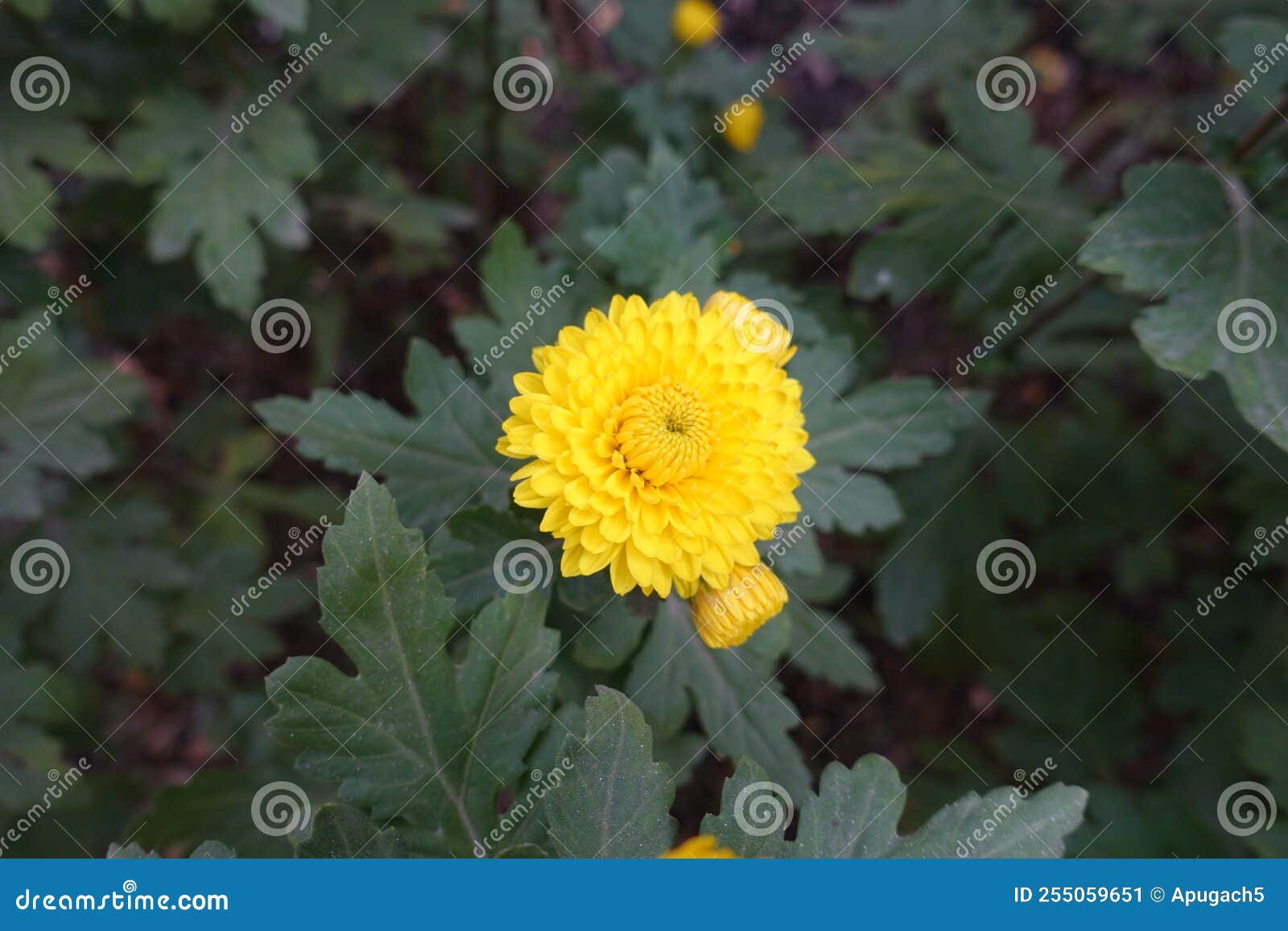 One Yellow Flower of Chrysanthemum in October Stock Image - Image of ...