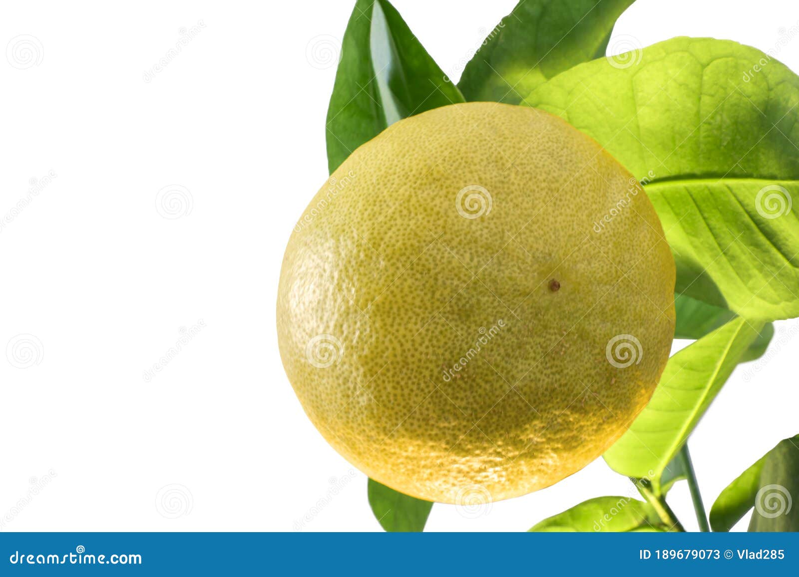 One Yellow Grapefruit Hanging on a Tree Branch with Green Leaves Stock ...