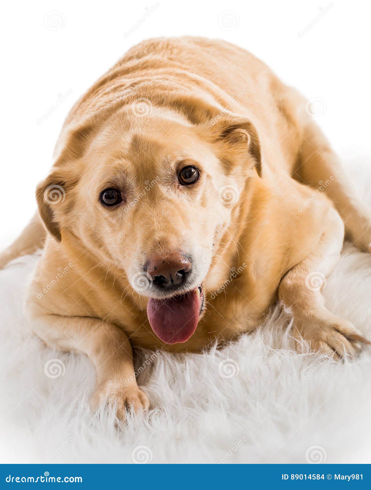 One yellow labrador stock photo. Image of white, purebred - 89014584