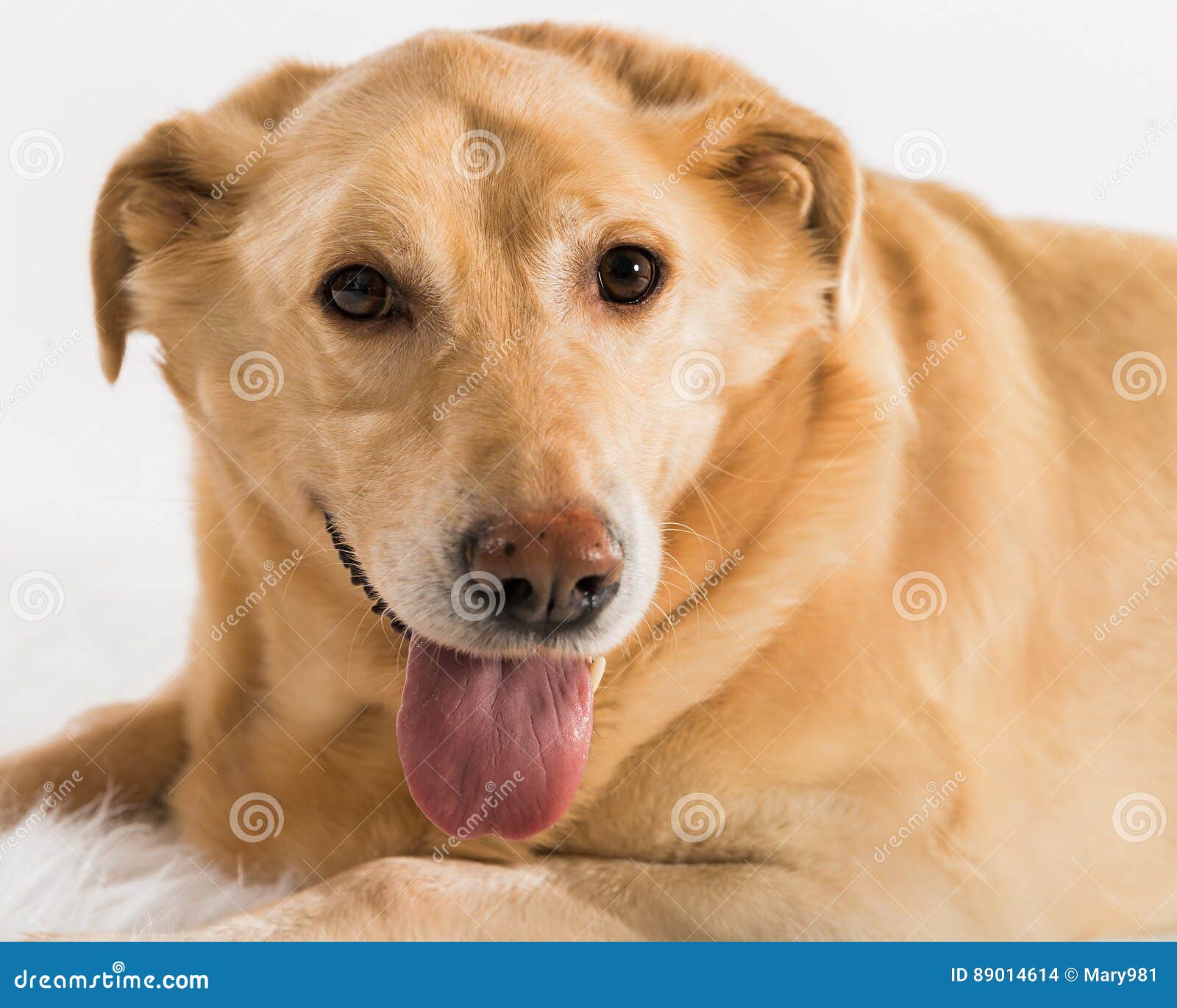 One yellow labrador stock photo. Image of white, sitting - 89014614