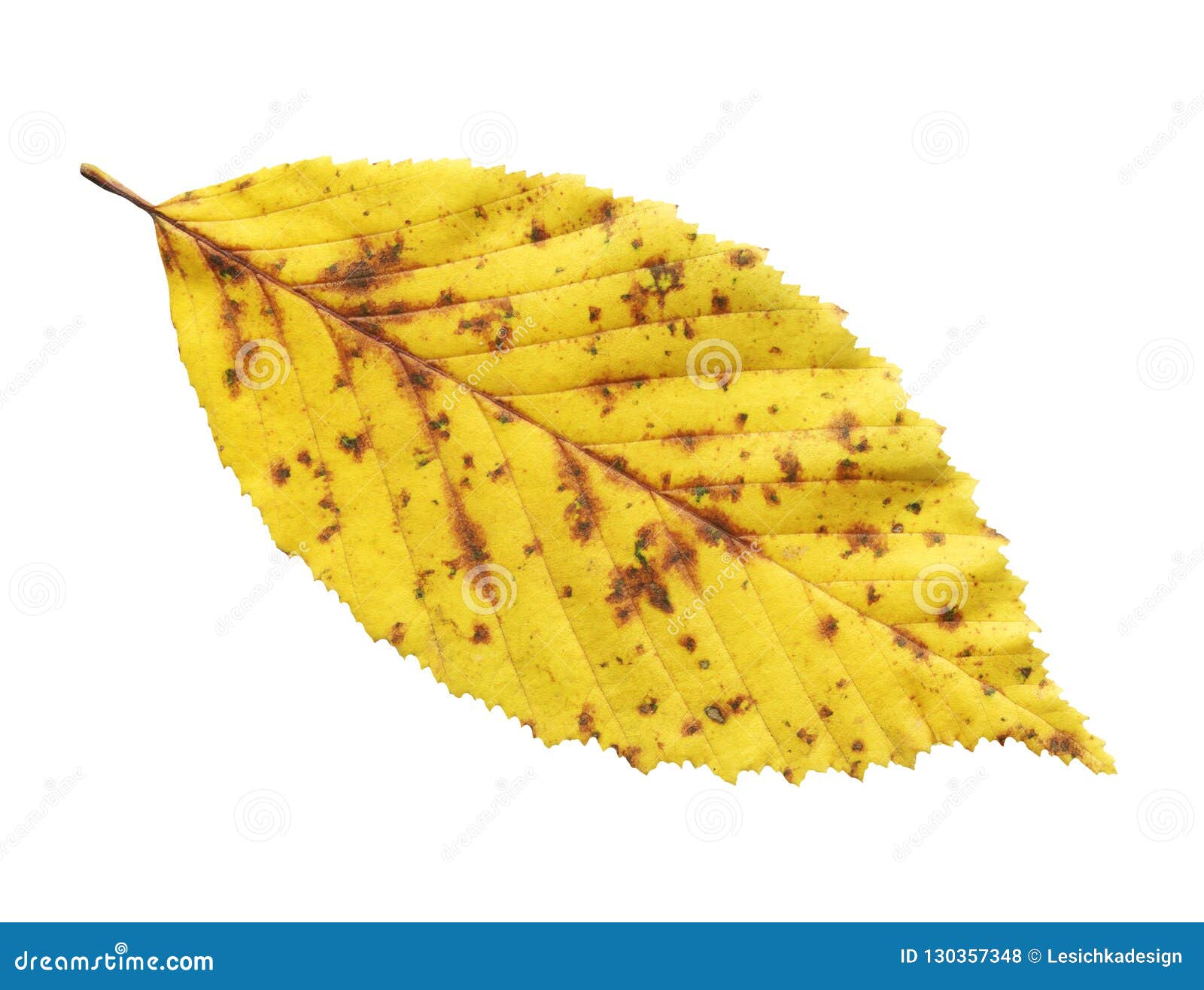 One Yellow Leaf Elm Isolated Stock Photo - Image of closeup, macro ...