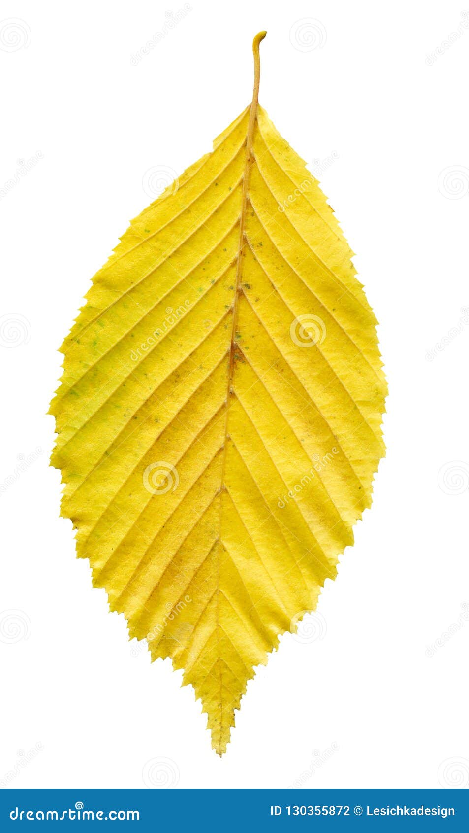 One Yellow Leaf Elm Isolated Stock Photo - Image of object, leaf: 130355872