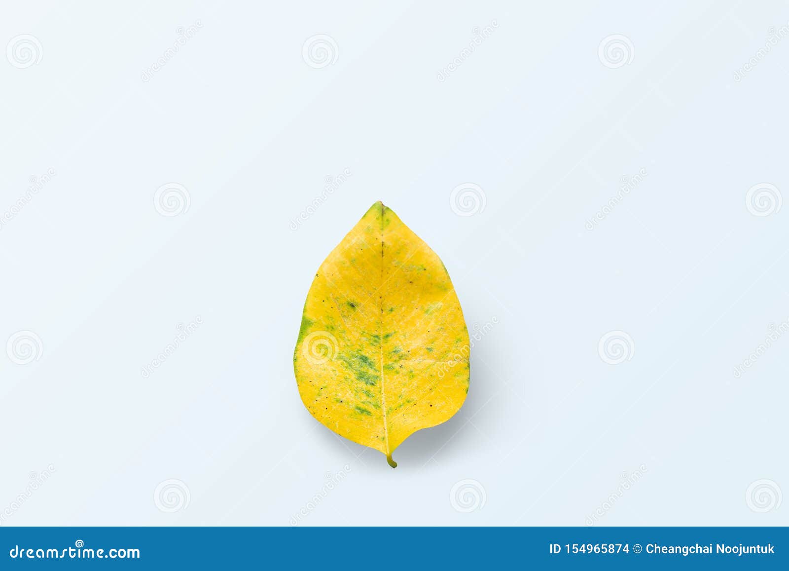 One Yellow Leaf is Placed on a Blue Background Stock Photo - Image of ...