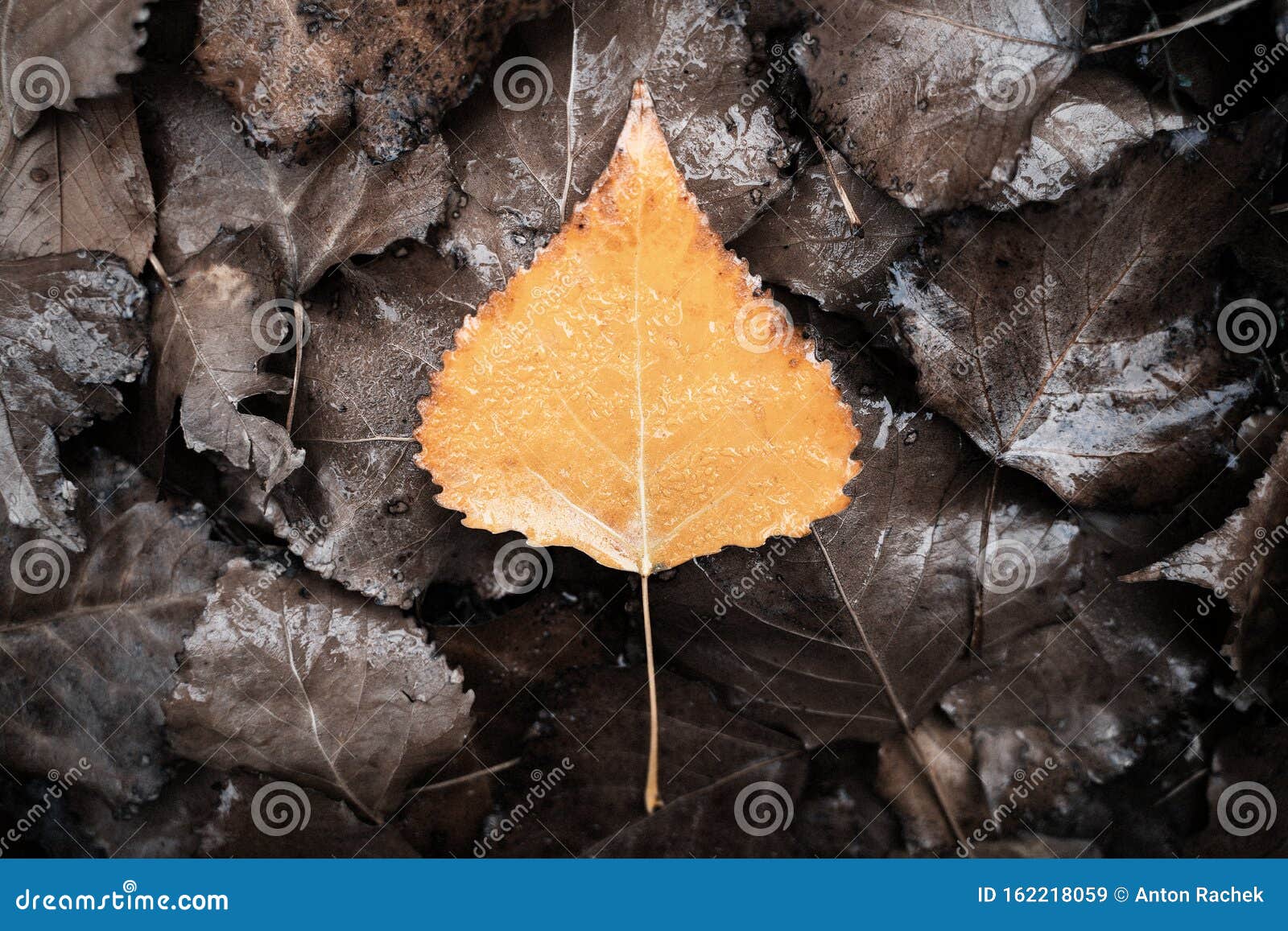 One Yellow Leaf among Rotten Foliage on the Ground Stock Image - Image ...