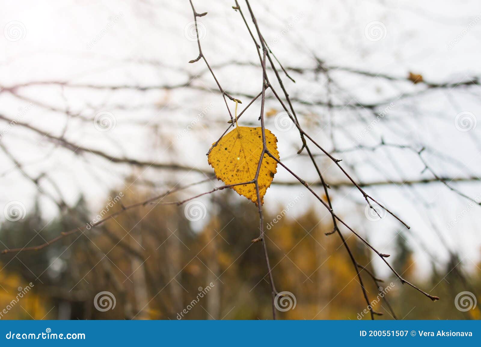 One Yellow Leaf on a Tree Branch Stock Image - Image of single, branch ...