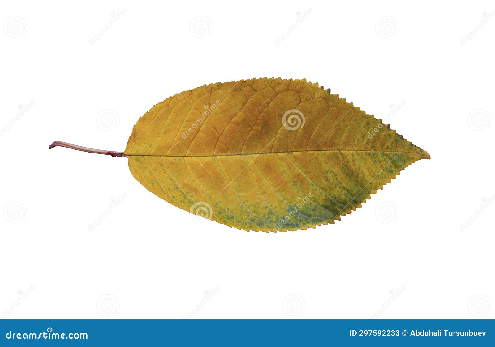 One Yellow Leaf on a White Background Stock Image - Image of seasonal ...