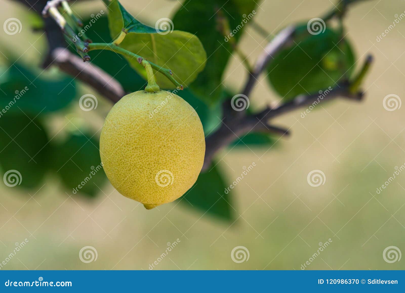 One yellow lemon on a tree stock photo. Image of lemon - 120986370