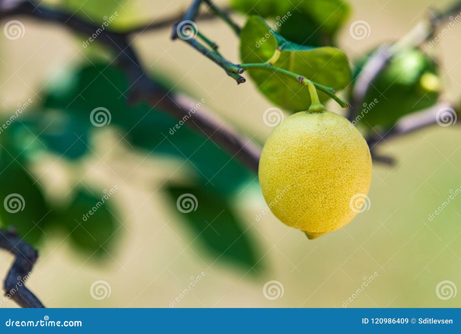 One yellow lemon on a tree stock image. Image of juice - 120986409