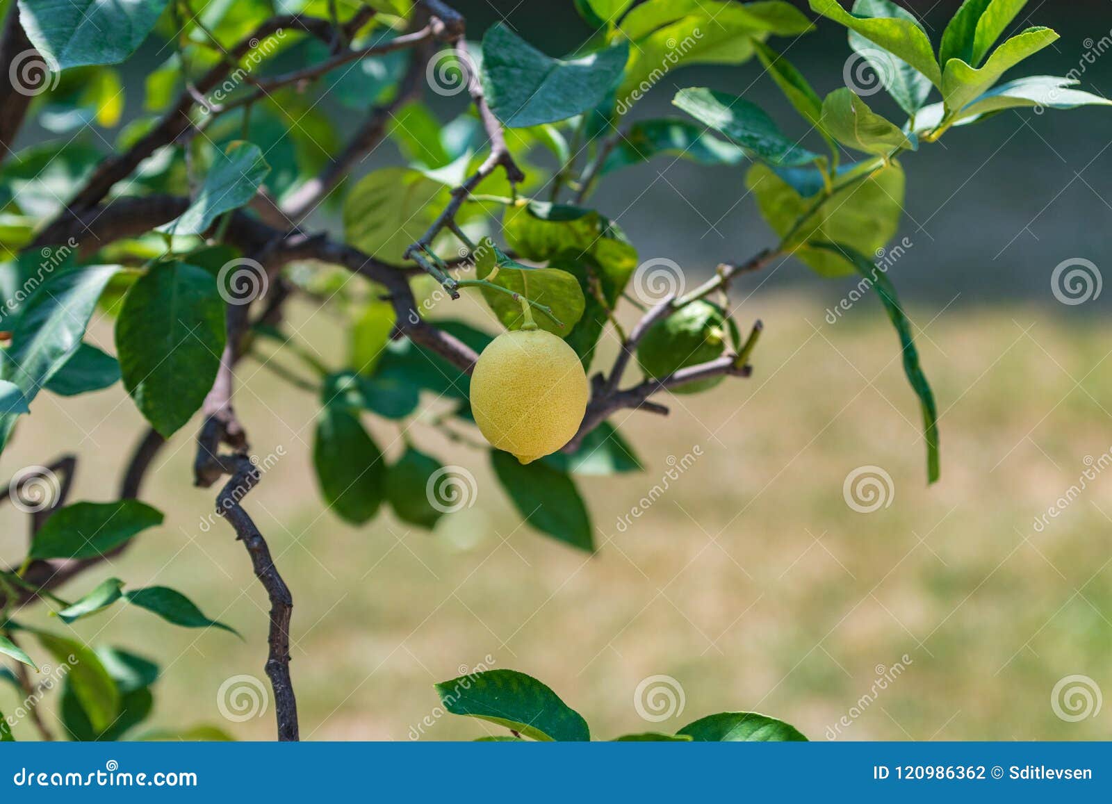 One yellow lemon on a tree stock photo. Image of background - 120986362