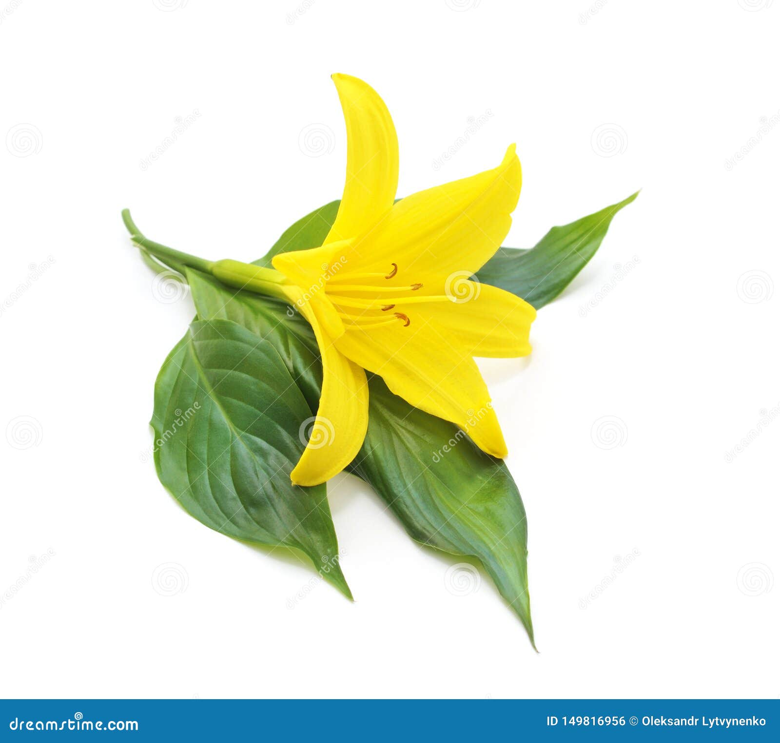 One yellow lily stock photo. Image of white, bouquet - 149816956