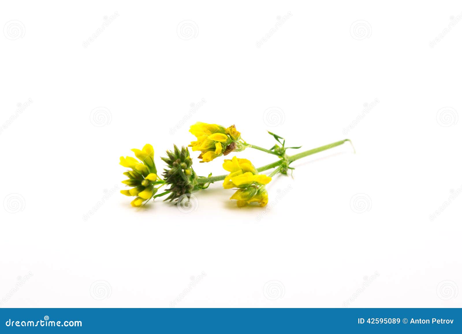 One yellow line stock image. Image of yellow, nature - 42595089