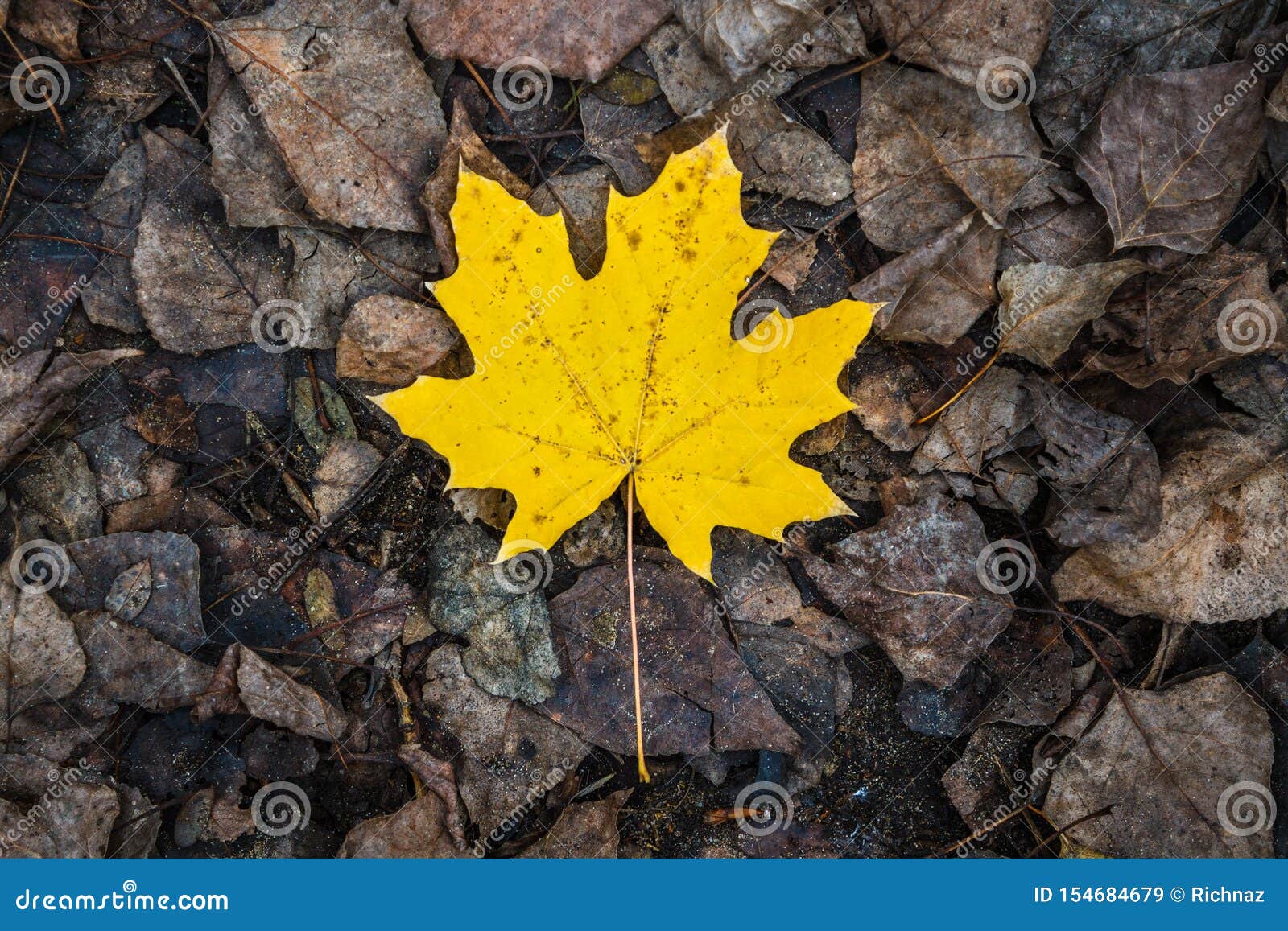 One Yellow Maple Leaf Lies on Other Rotten Leaves Stock Image - Image ...