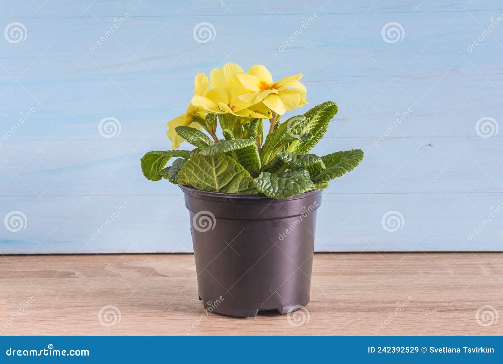 Yellow Primula or Primrose in Pot on Blue Background Stock Image ...