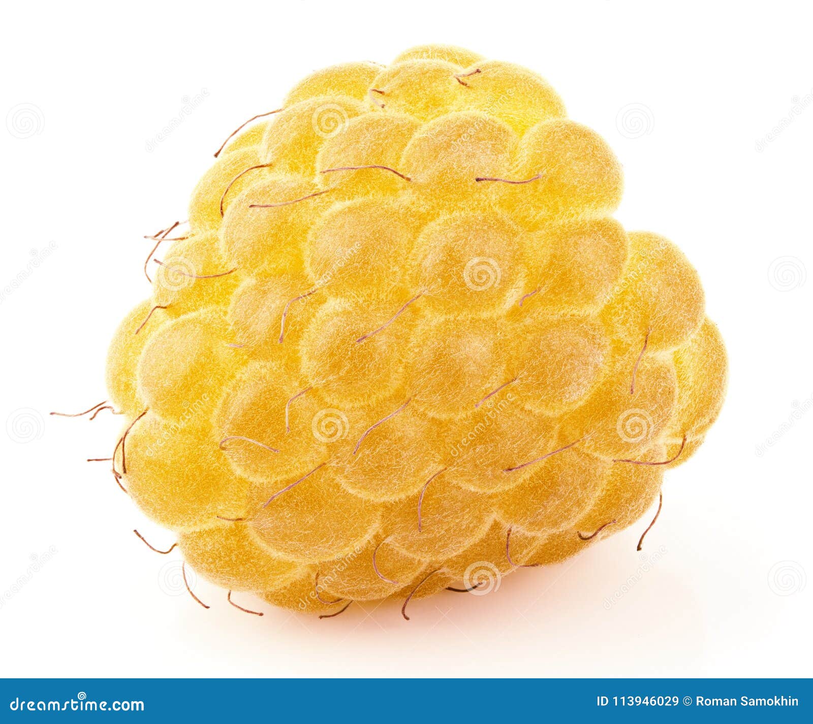 Single Yellow Raspberry Fruit on White Stock Image - Image of shot ...