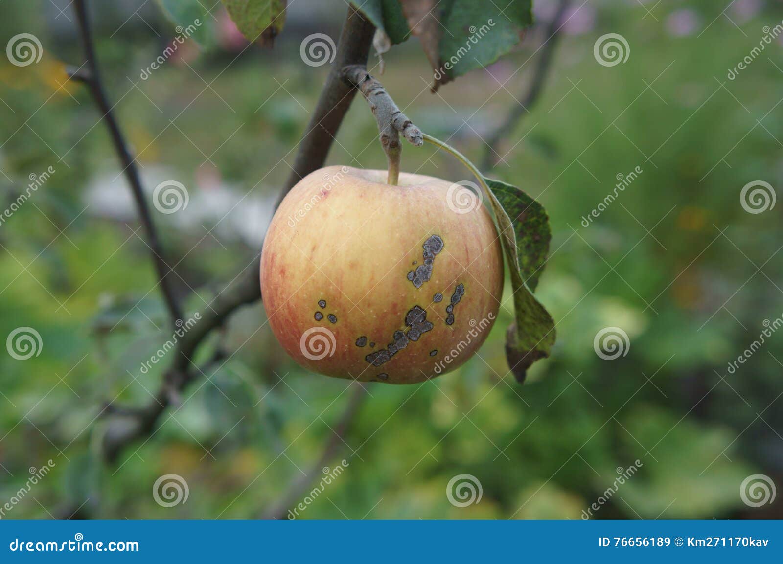 One Yellow-red with a Spots Fruit Apple Slava Pobediteljam on Stock ...
