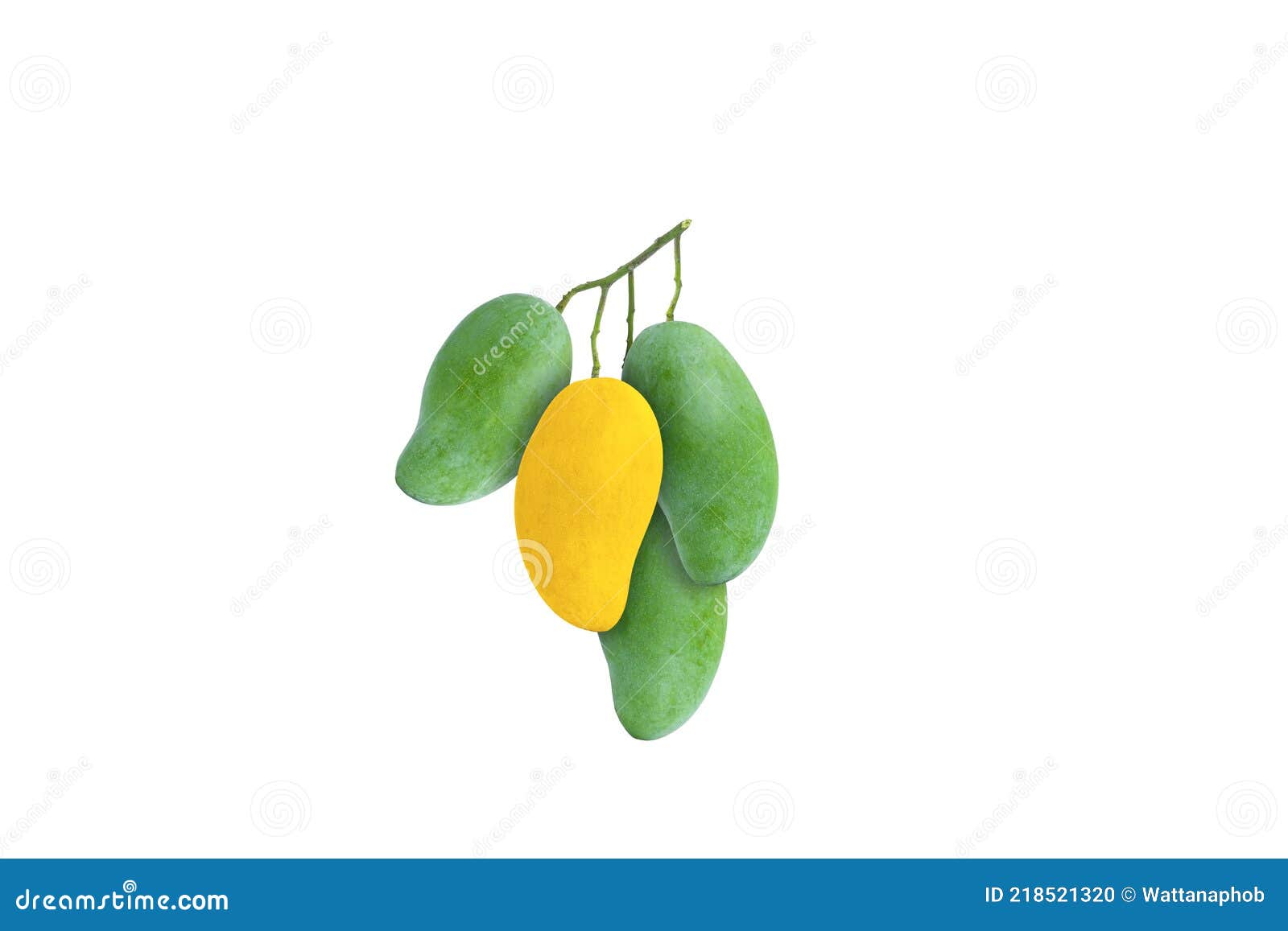 One of Yellow Ripe Mango is in the Middle of a Cluster of Raw Mangoes ...