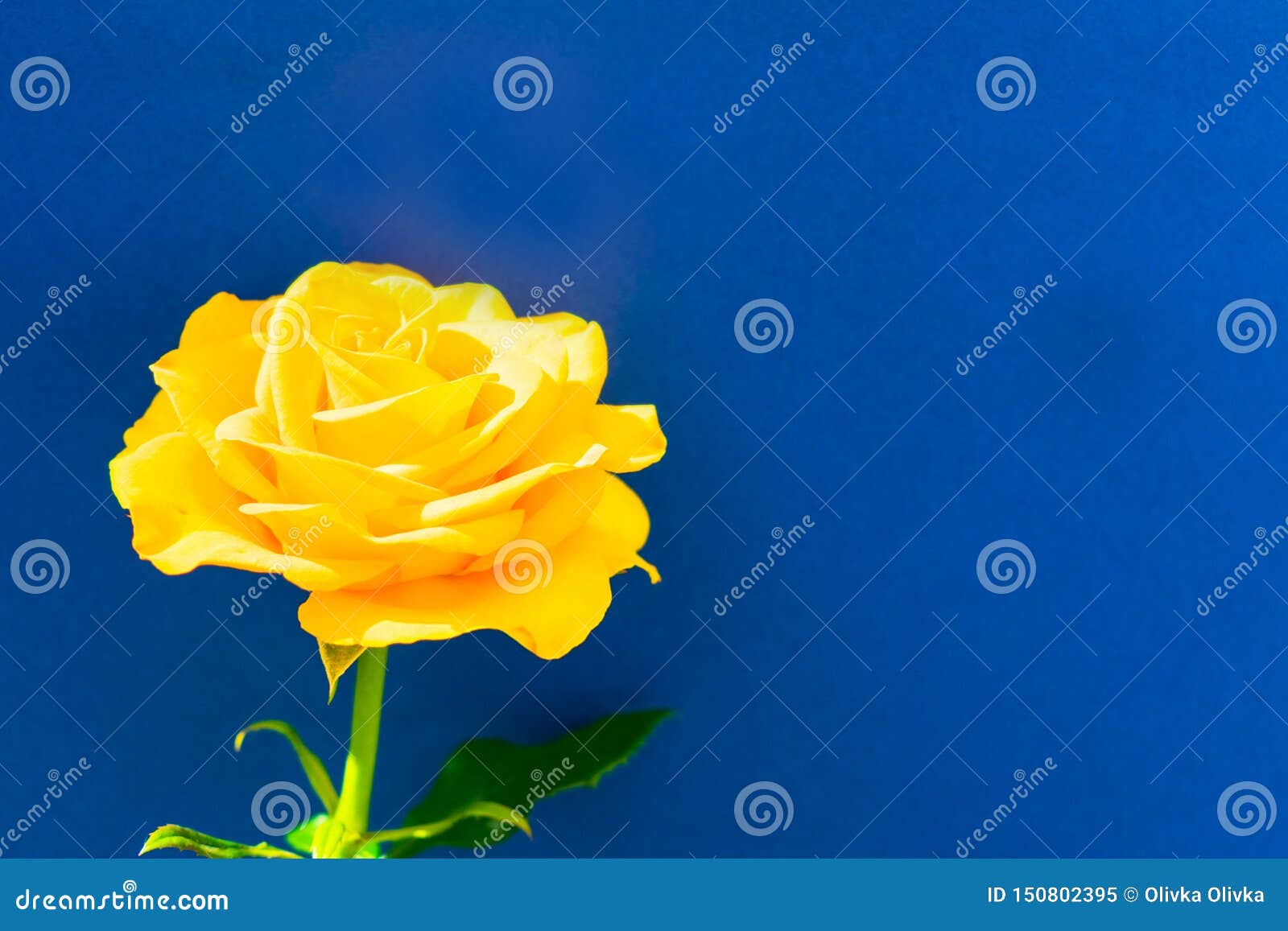 Yellow Rose Isolated on Blue Background. Copy Space Stock Image - Image ...