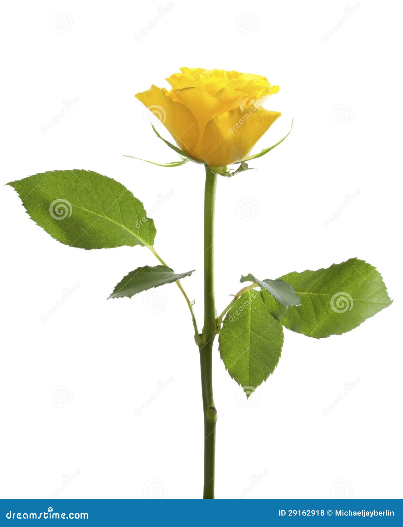 One yellow rose isolated stock photo. Image of plant - 29162918