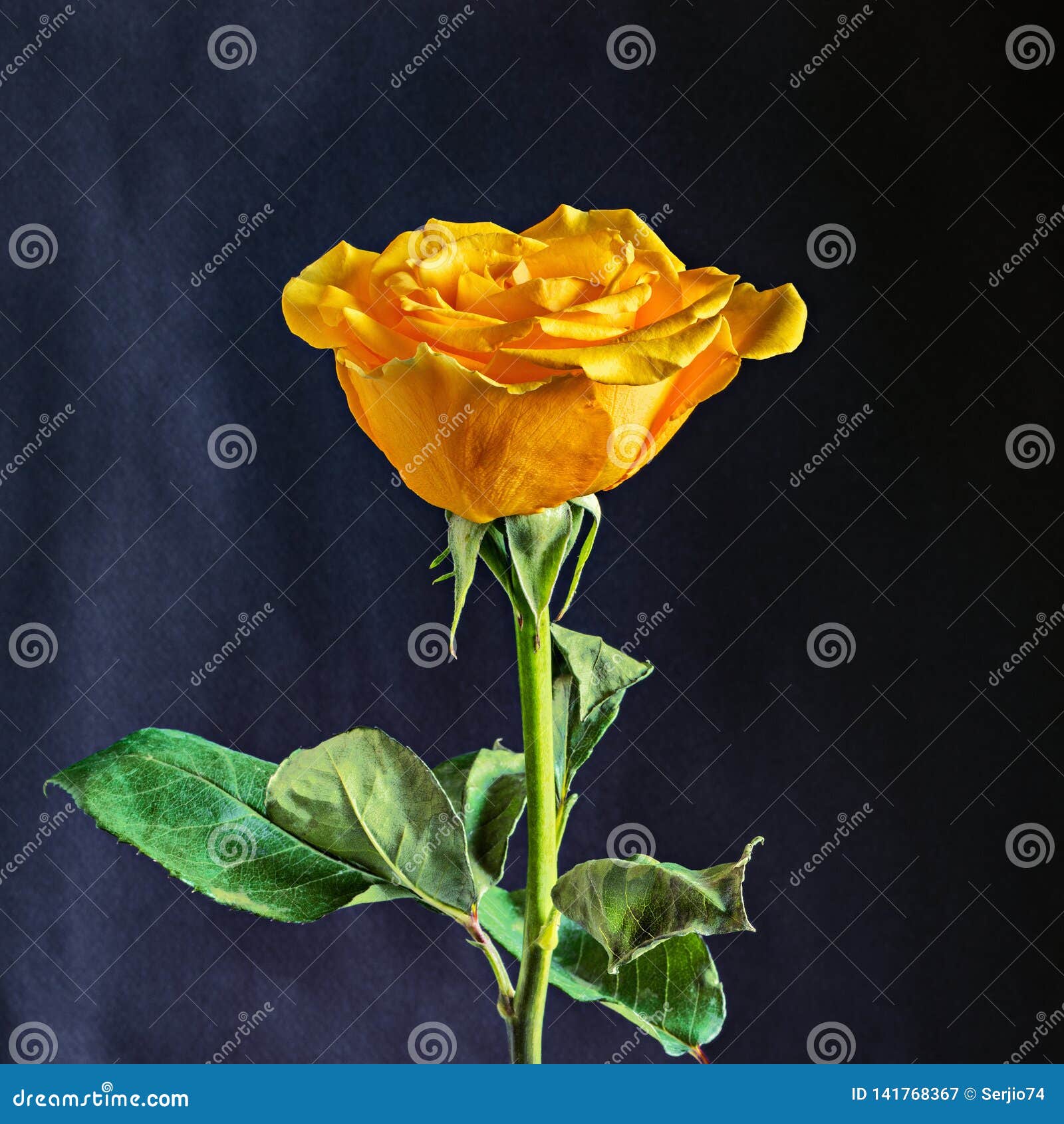 One yellow rose. stock image. Image of growth, holiday - 141768367