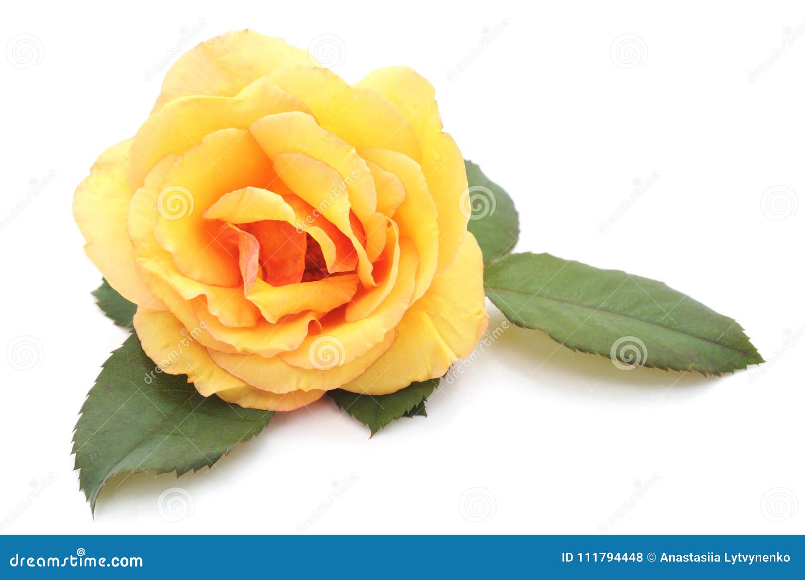 One yellow rose. stock photo. Image of spring, closeup - 111794448