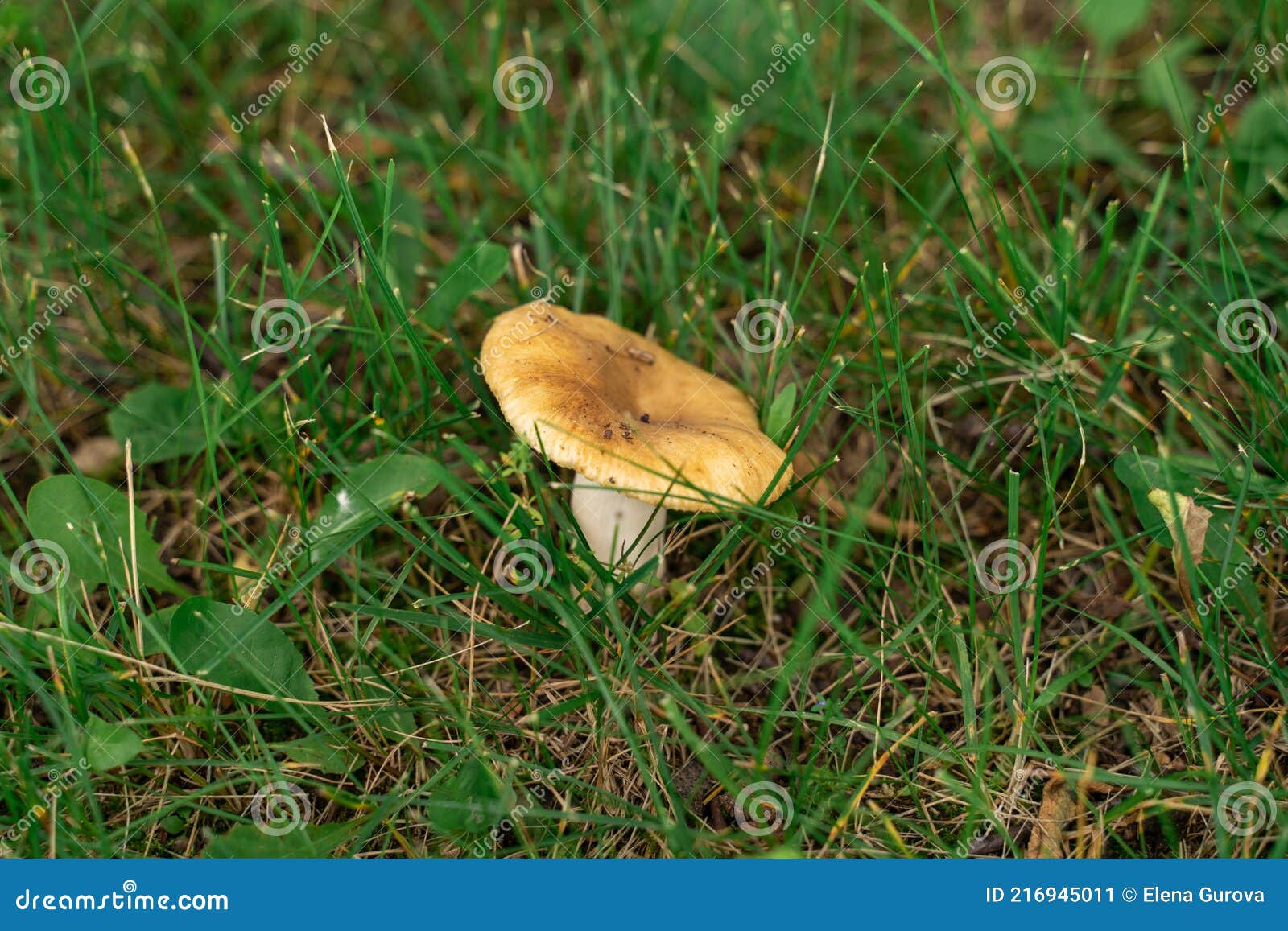 Yellow Russula Vesca, Known By The Common Names Of Bare-toothed Russula ...