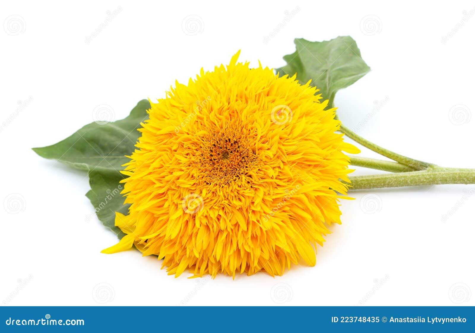 One yellow sunflower stock image. Image of flowers, plants - 223748435