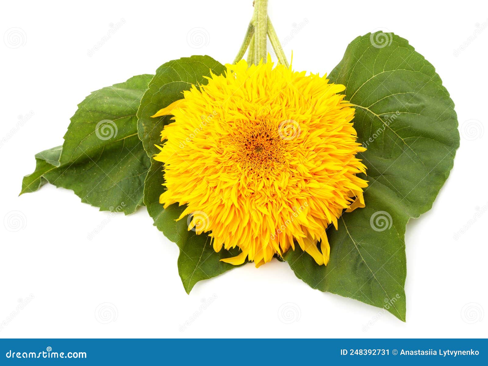 One yellow sunflower stock image. Image of love, background - 248392731