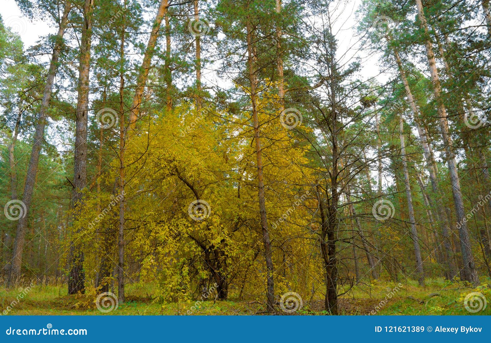 Beautiful Autumn Forest. One Yellow Tree in Pine Forest. Stock Image ...