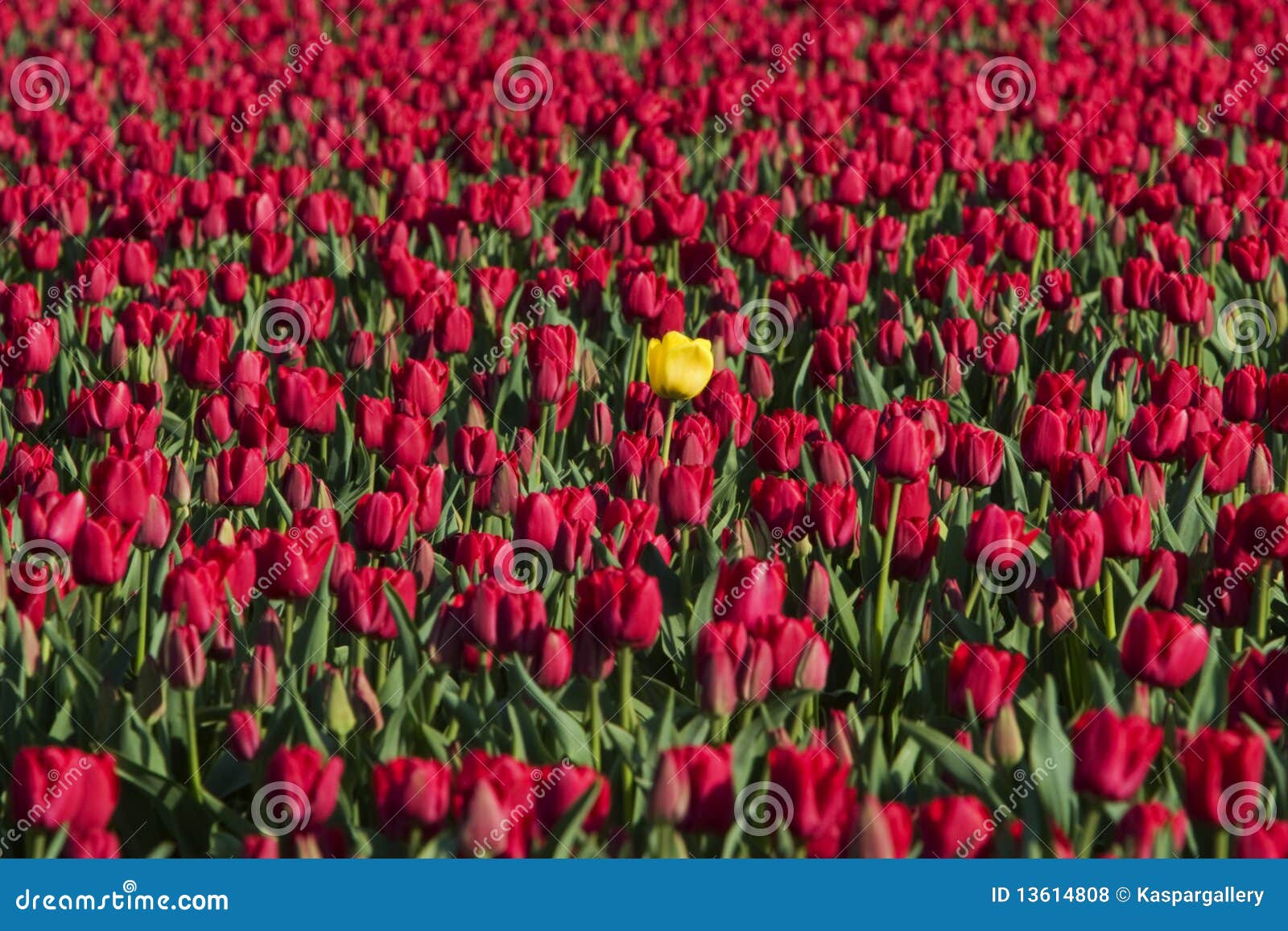 One yellow tulip stock photo. Image of bouquet, rural - 13614808
