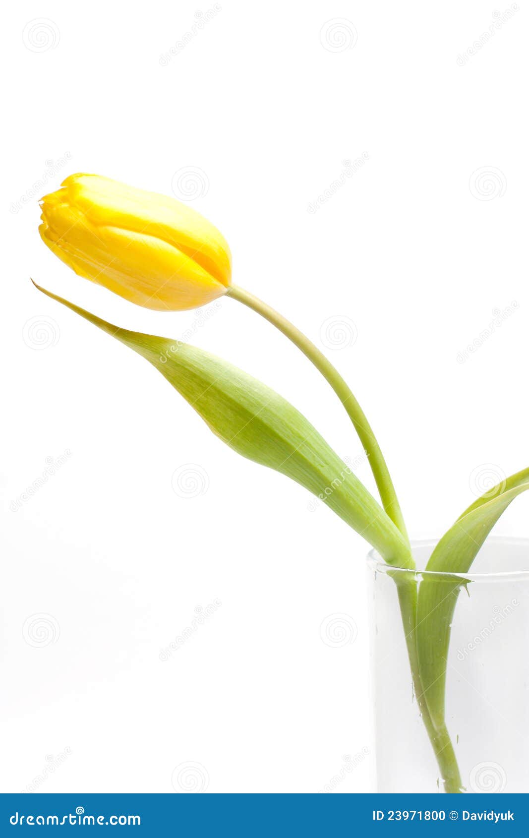 One yellow tulip stock photo. Image of petals, bunch - 23971800