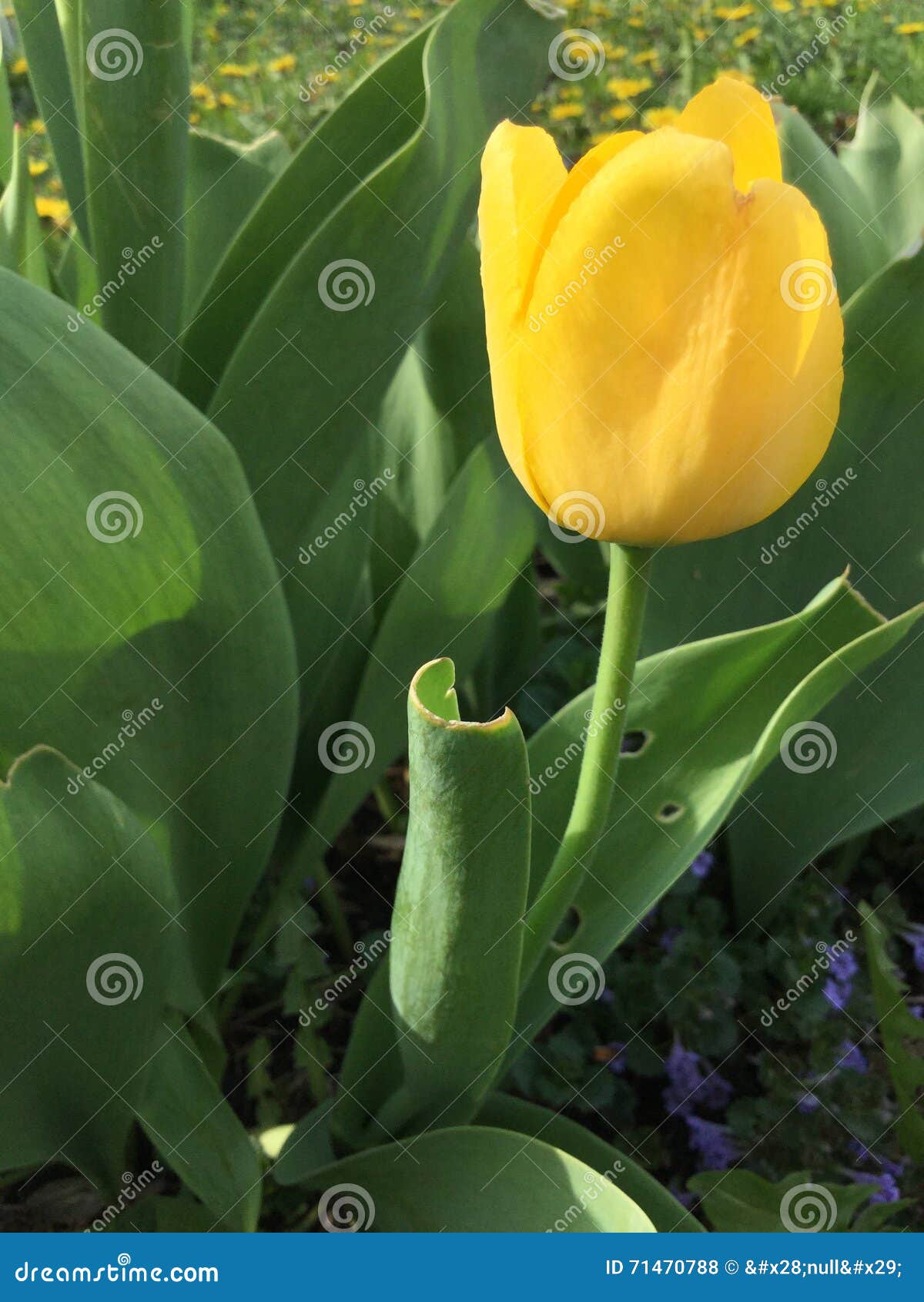 One yellow tulip stock photo. Image of tulip, yellow - 71470788