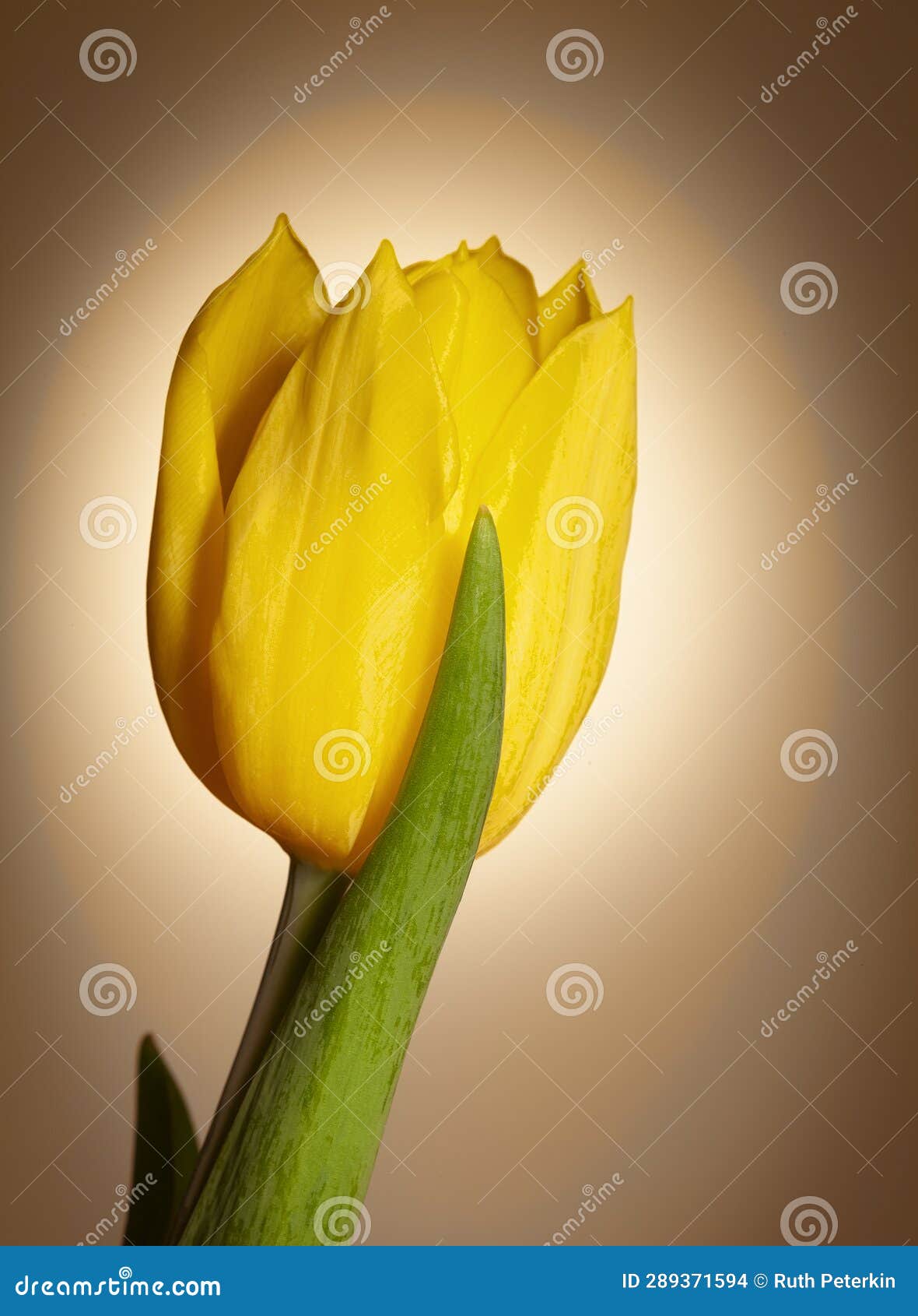 One Yellow Tulip Flower on a Plain Background with Glow Stock Photo ...