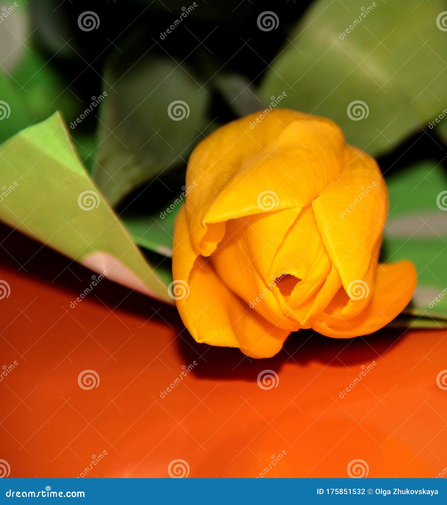 One Yellow Tulip on a Green Background Stock Photo - Image of plant ...
