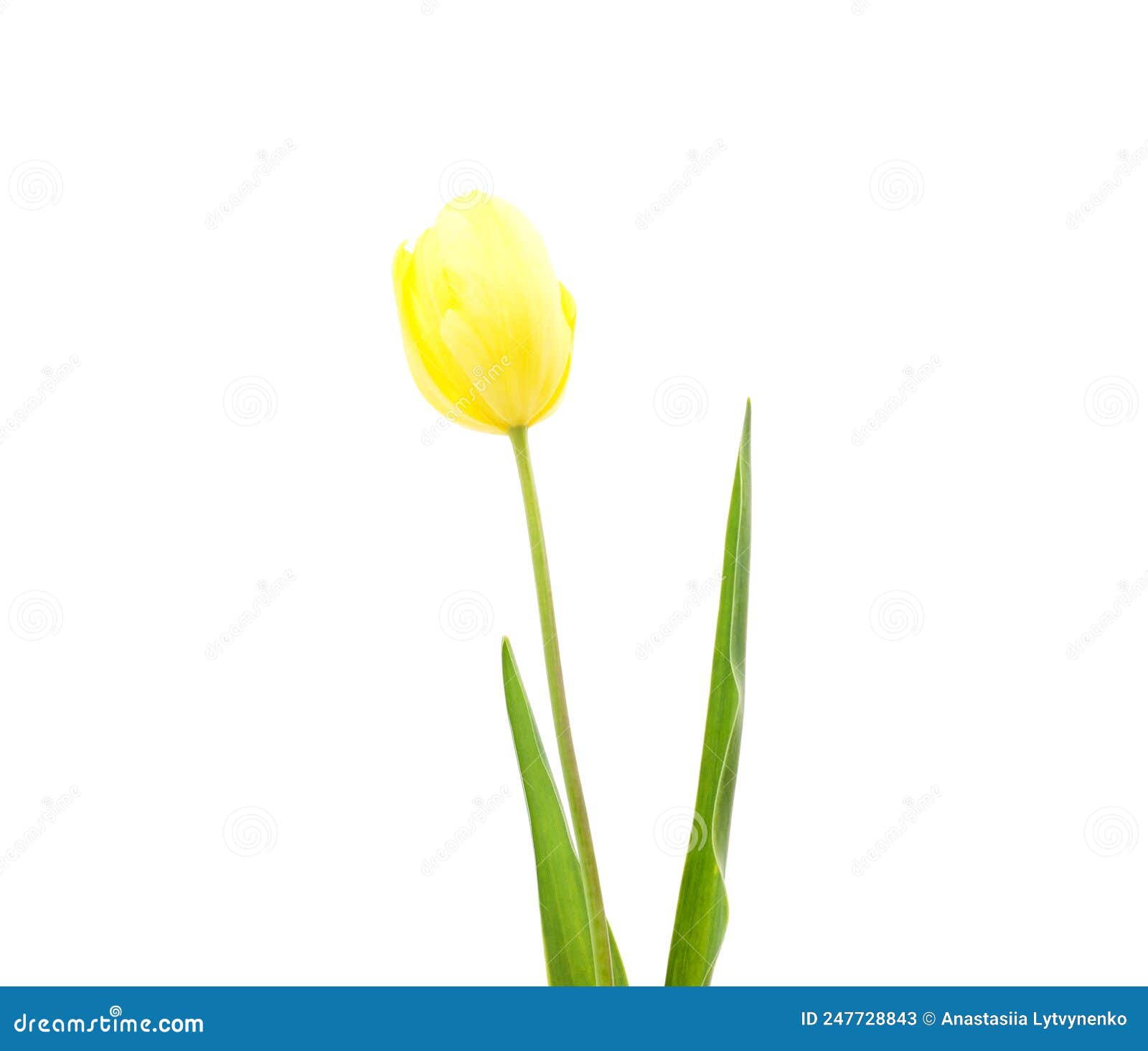 One yellow tulip stock image. Image of holiday, celebration - 247728843