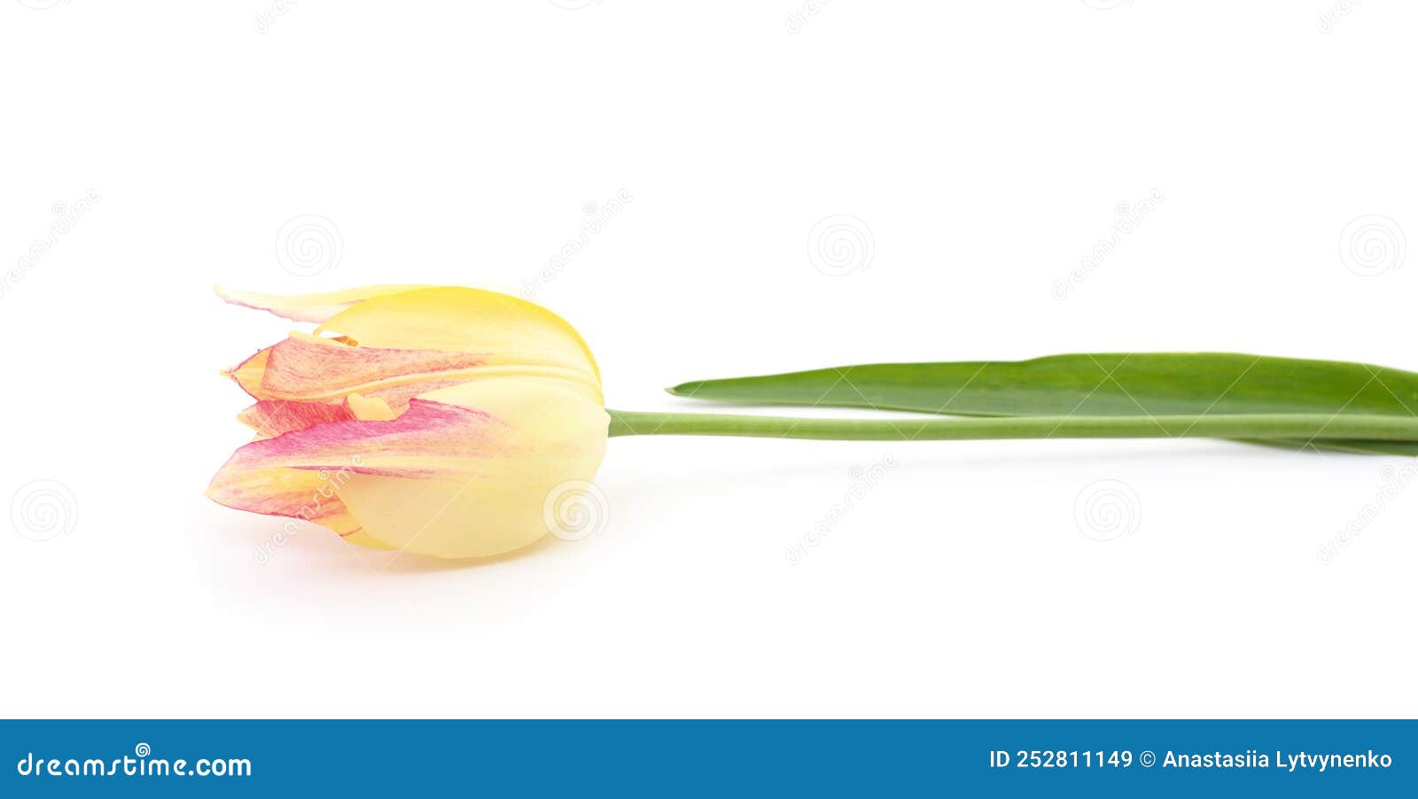 One yellow tulip stock image. Image of yellow, celebration - 252811149