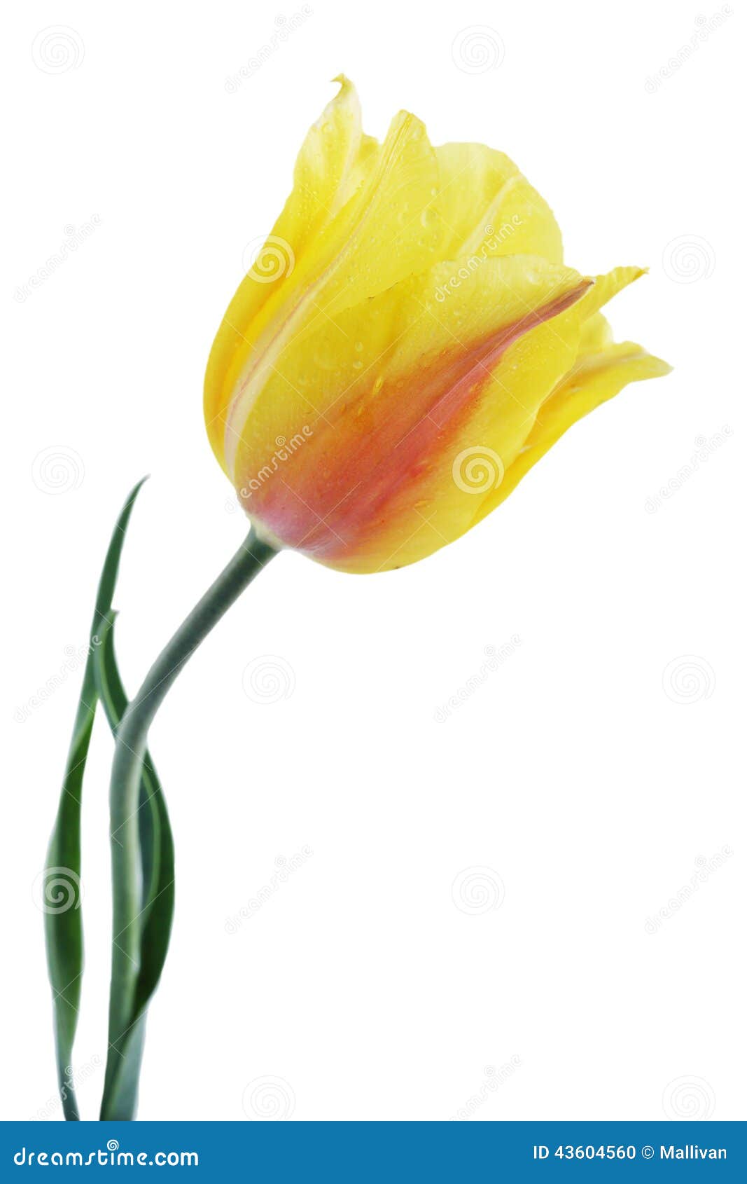 One yellow tulip isolated stock photo. Image of isolated - 43604560
