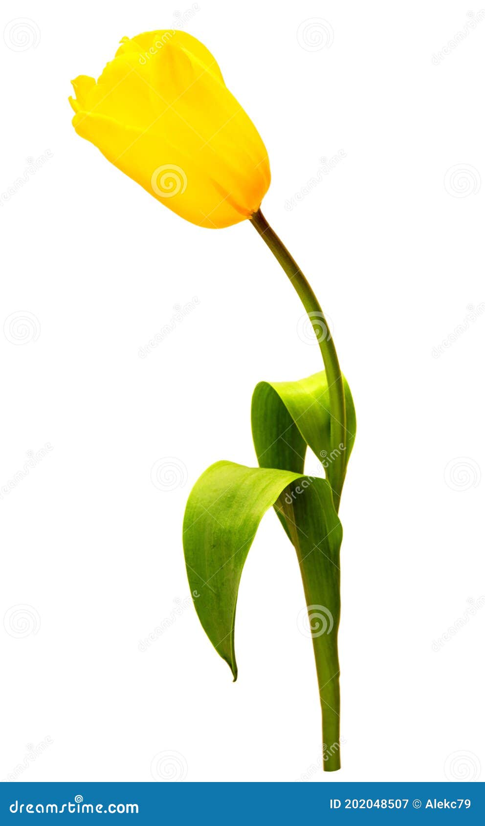 One Yellow Tulip Isolated on White Background Stock Image - Image of ...