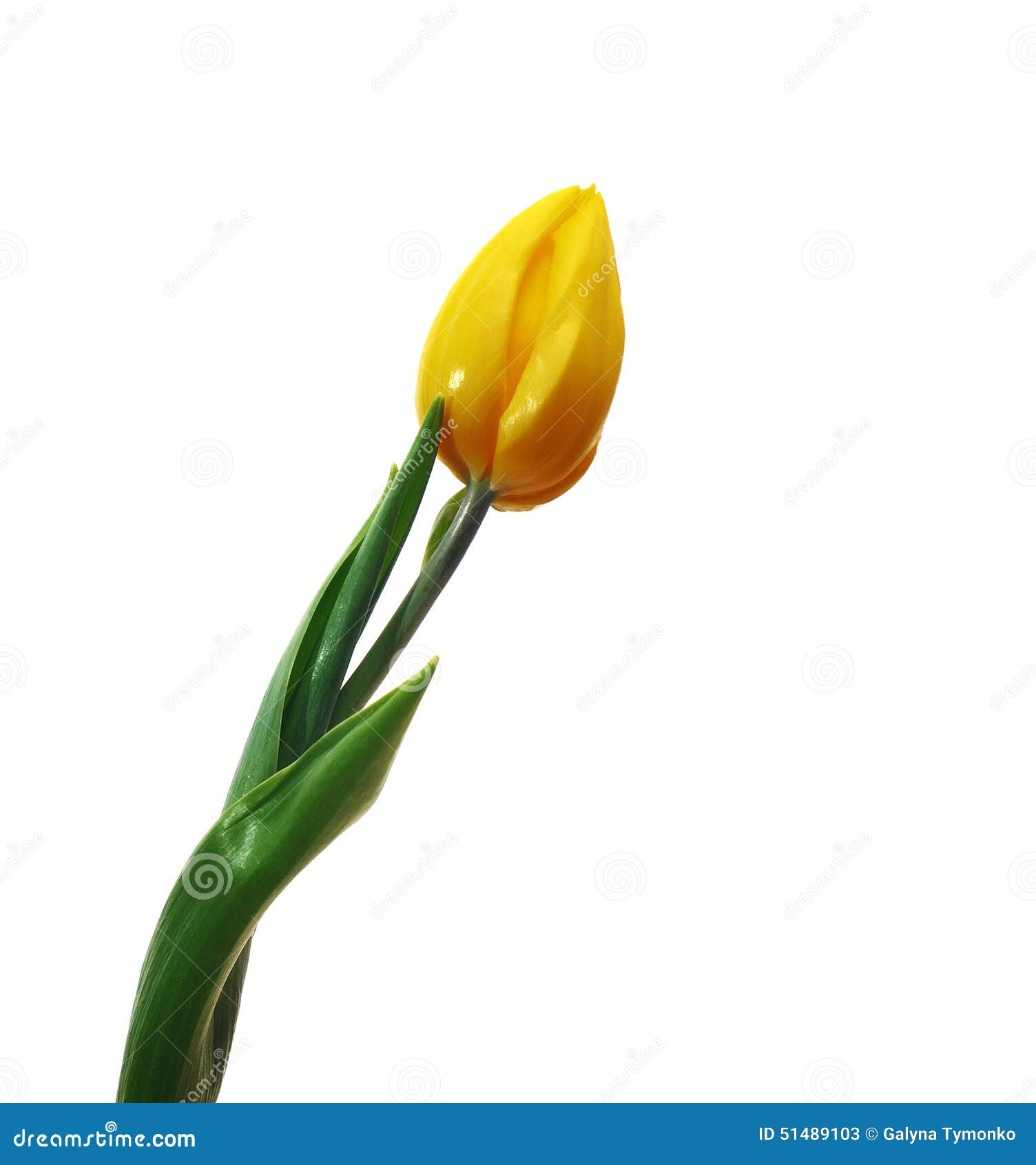 One Yellow Tulip on a White Background Stock Image - Image of flower ...