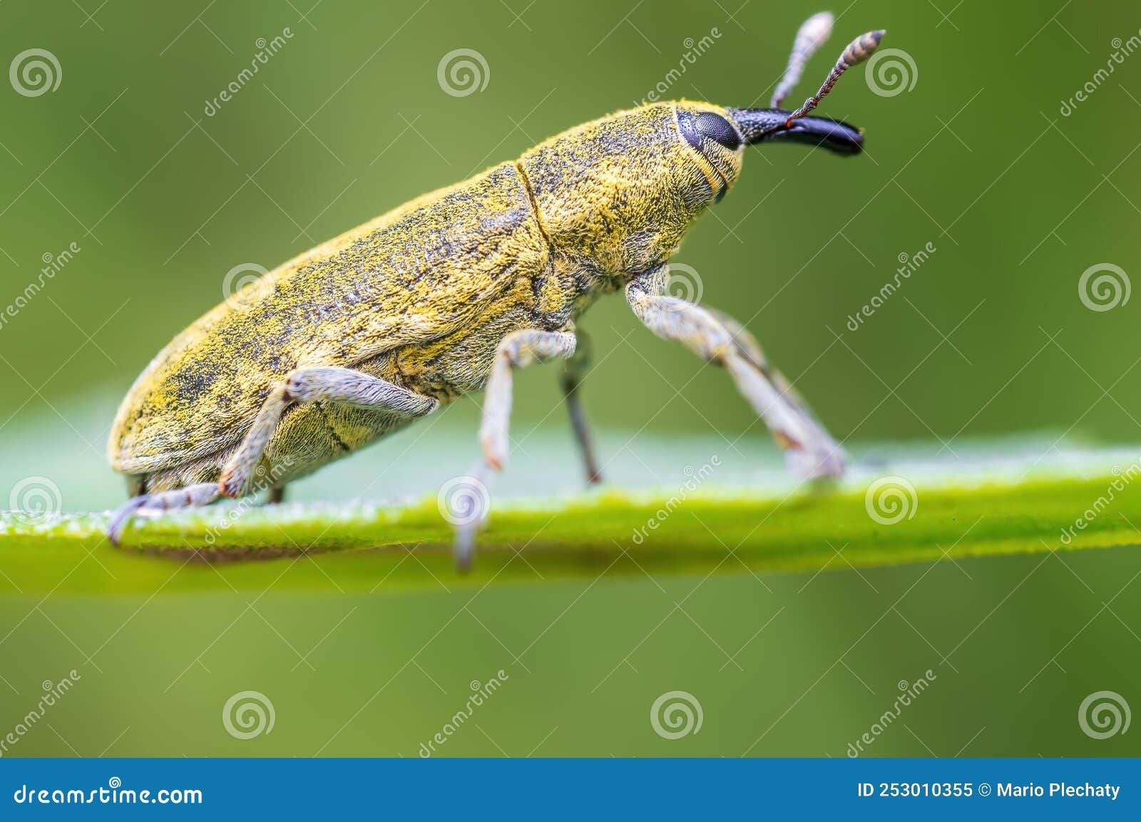 Yellow Weevil Beetles Mating Stock Photo | CartoonDealer.com #109131822