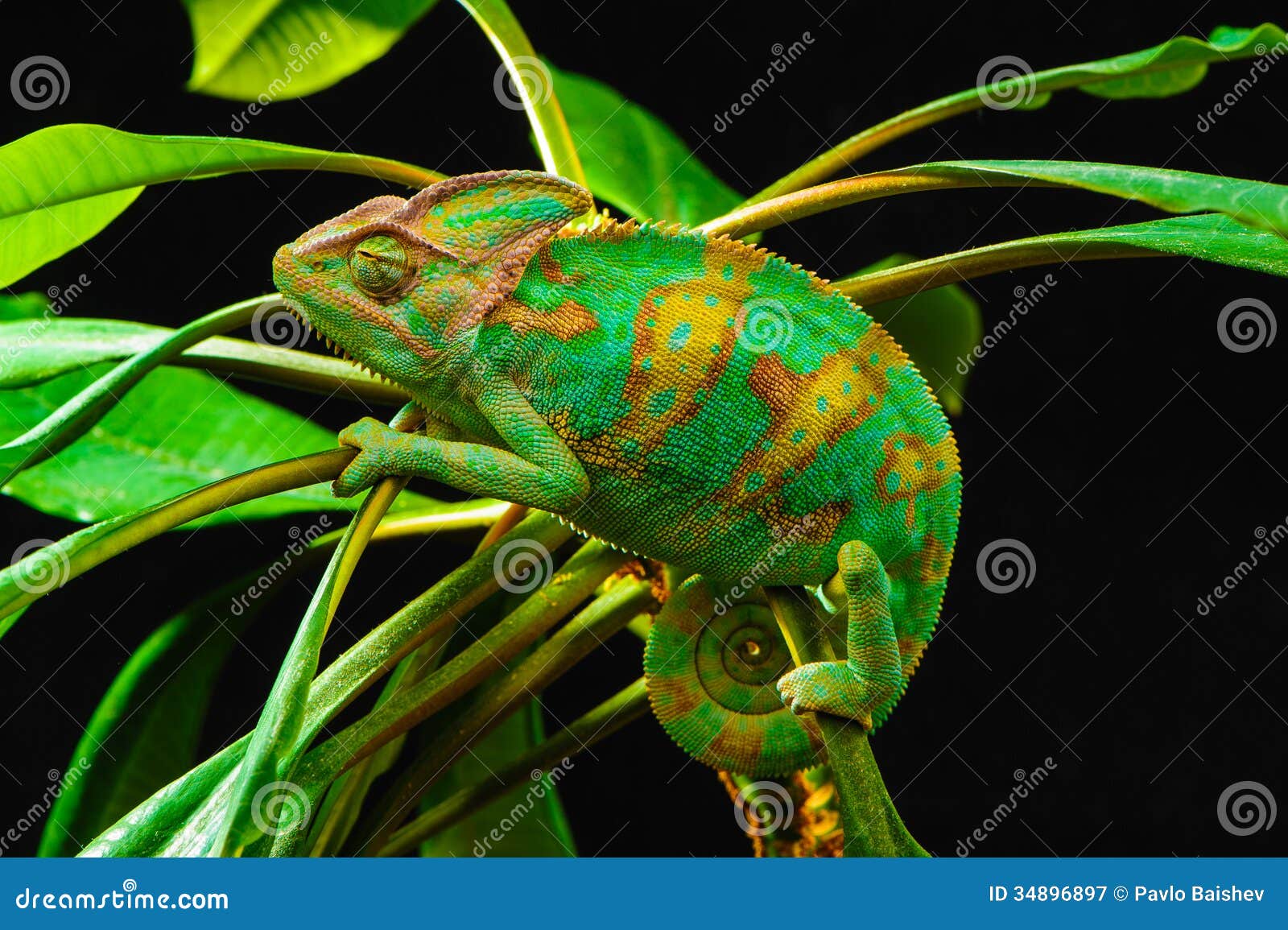 One Yemen chameleon stock image. Image of form, head - 34896897