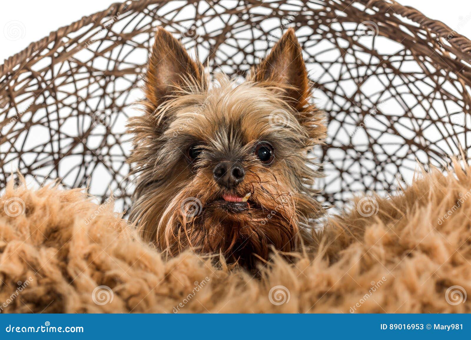 One yorkshire terrier stock image. Image of portraits - 89016953