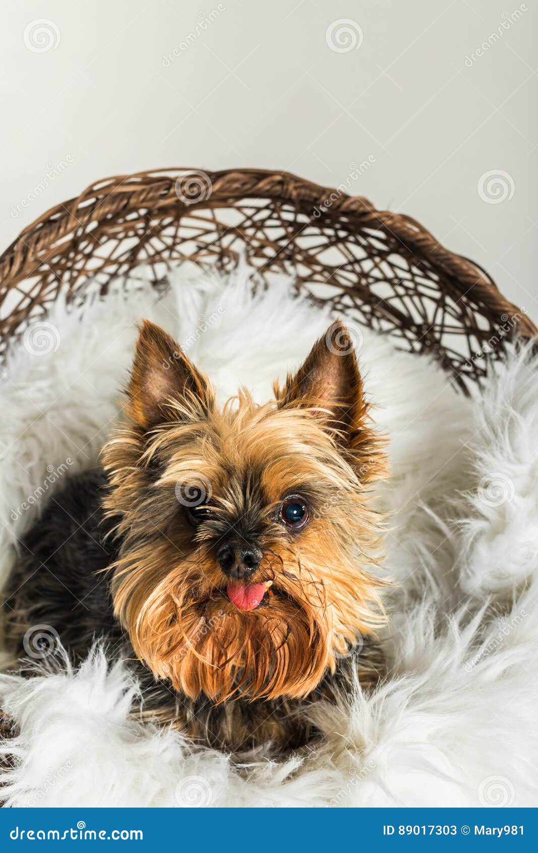 One yorkshire terrier stock image. Image of posing, isolated - 89017303