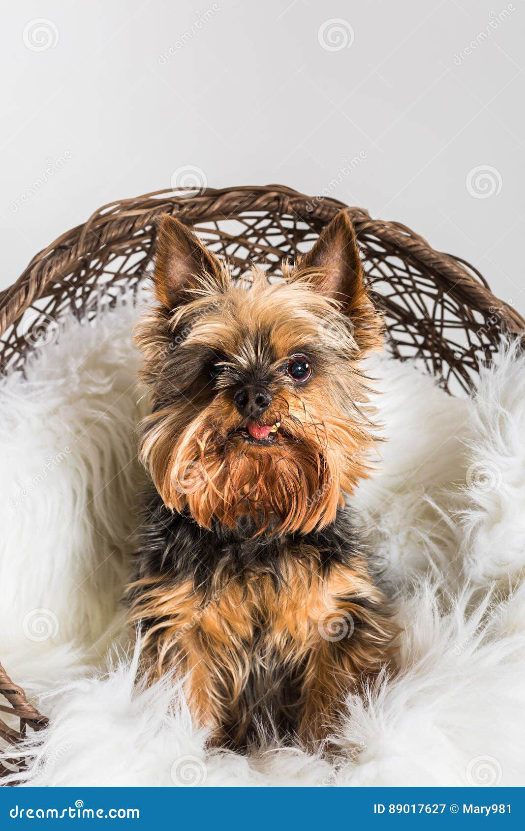 One yorkshire terrier stock image. Image of yorkie, doggy - 89017627